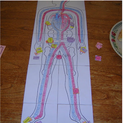 Debbies Digest: Human Body Unit - Games