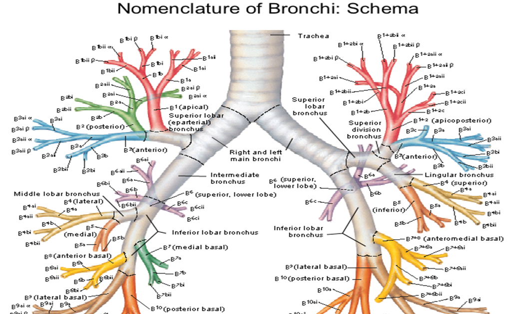 Los Pulmones: ÁRBOL BRONQUIAL