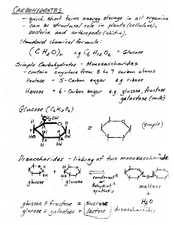 The BioBlog: BIO-SHEETS 12-17: Carbohydrates, Lipids, Proteins and ...