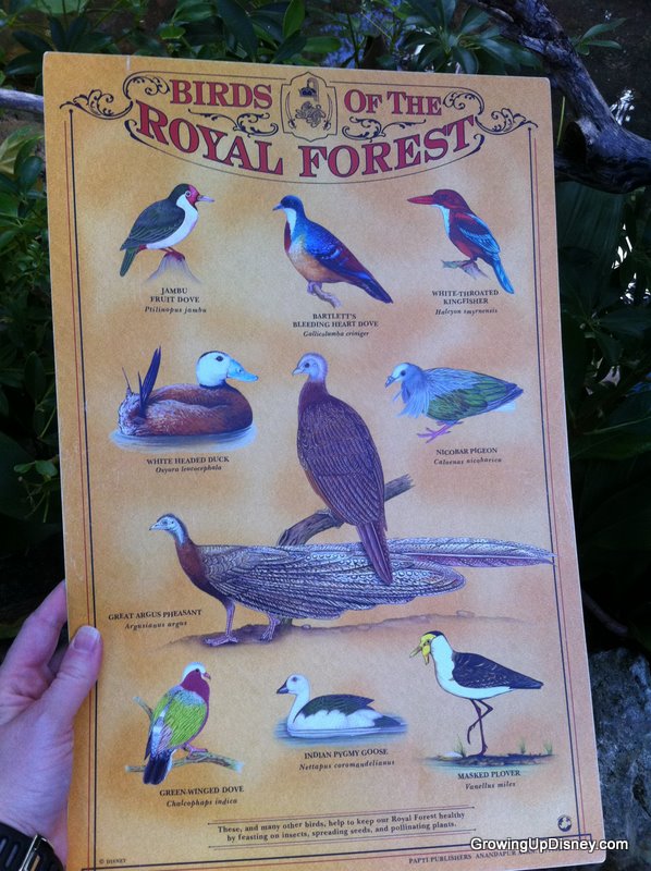 Growing Up Disney: "Best Of" Week: Disney's Animal Kingdom: Trails and ...