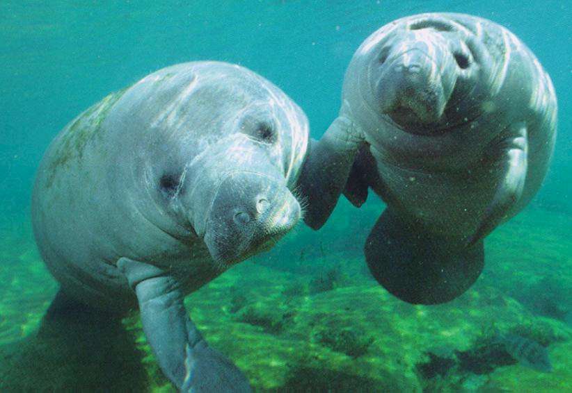 Vincentkhoo819 Sea Cow vincentkhoo819-sea-cow
