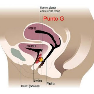 GINECOESTETICA: EL ORGASMO FEMENINO