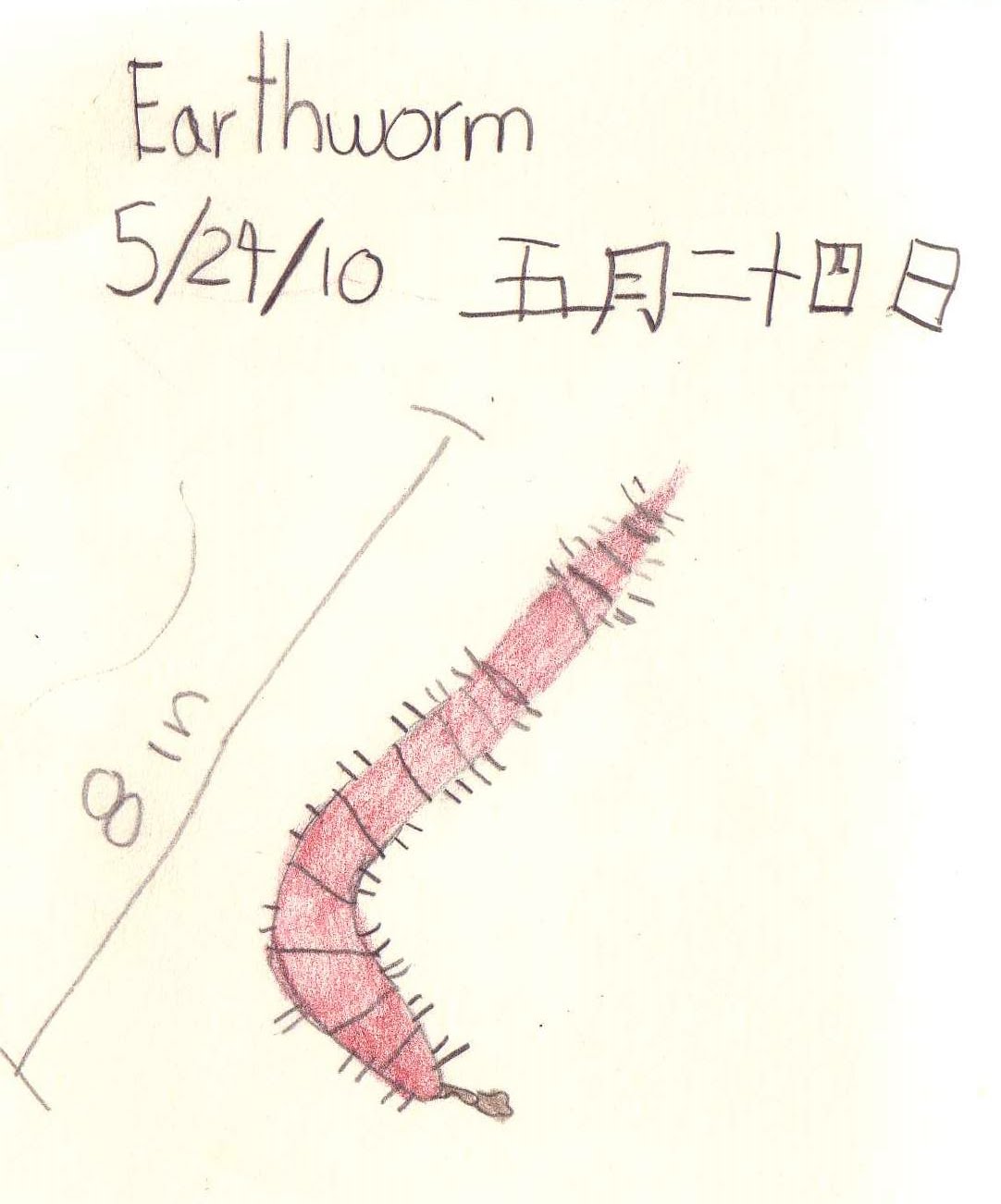 Earthworms :: Spring Nature Study - Eva Varga
