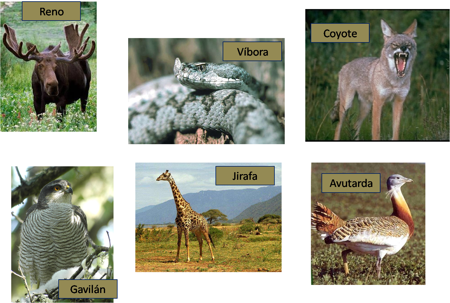 BIOMAS | Blog CienciasBio :Dime y lo Olvido, Enséñame y lo Aprendo ...