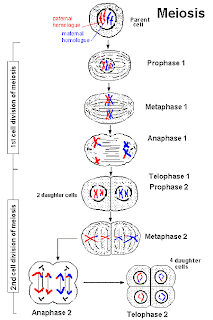 AP BIOLOGY BLOG: Part II Meiosis