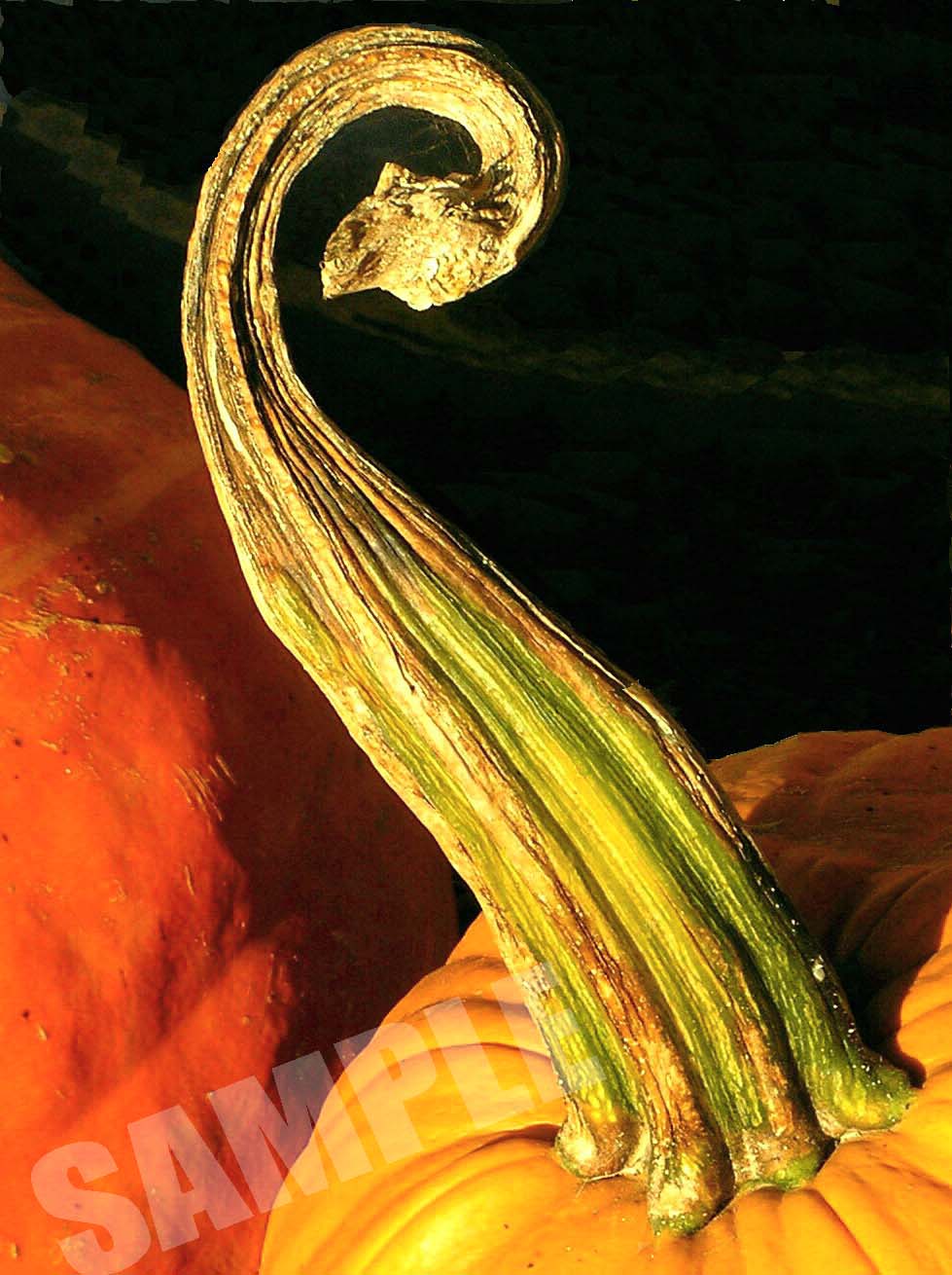 Katy Did It It s Only A Pumpkin Stem katy-did-it-it-s-only-a-pumpkin-stem