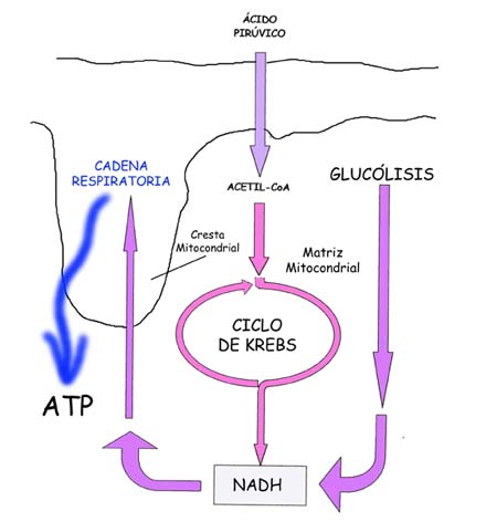 LA RESPIRACION CELULAR...: FERMENTACION LACTICA Y ALCOHOLICA