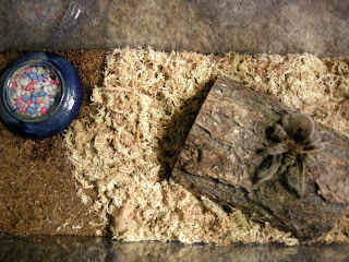 Bugs N Things: Tarantulas as pets and how to care for them