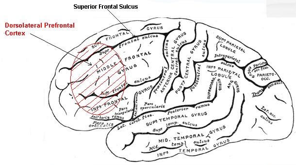 Science, Natural Phenomena & Medicine: Dorsolateral Prefrontal Cortex