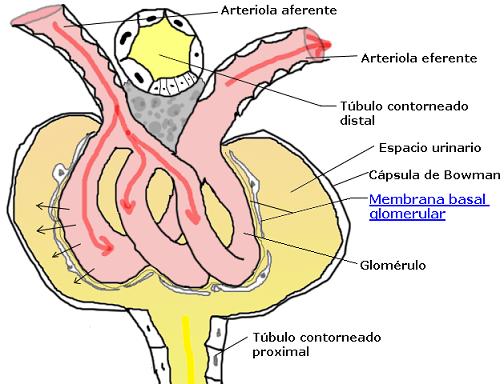 Membrana basal glomerular