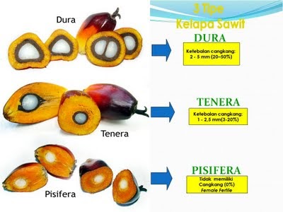 Dibalik Dunia Perkebunan Kelapa Sawit: Varietas Kelapa Sawit