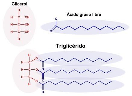 Triglicéridos y Grasas Energéticas: Triglicéridos