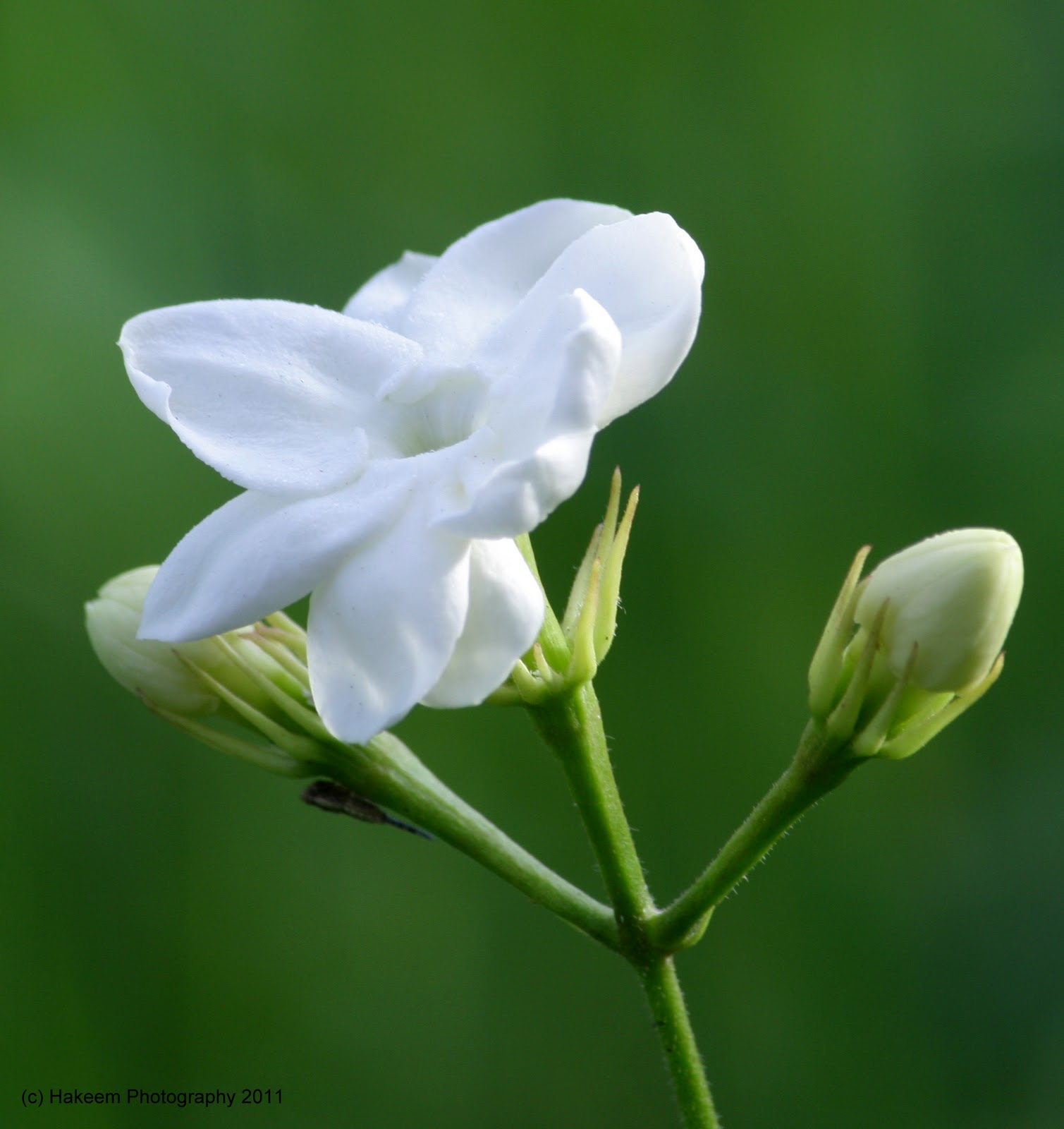 Hakeem Photography: Jasmine (Jasminum sambac) #2 Hakeem Photography: Jasmine (Jasminum sambac) #2