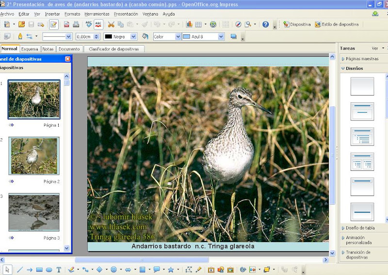 Animales con movimiento para Power Point - Imagui