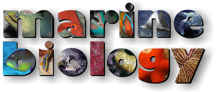 Marine Biology Summer School: Ch: 12: Marine Mammals