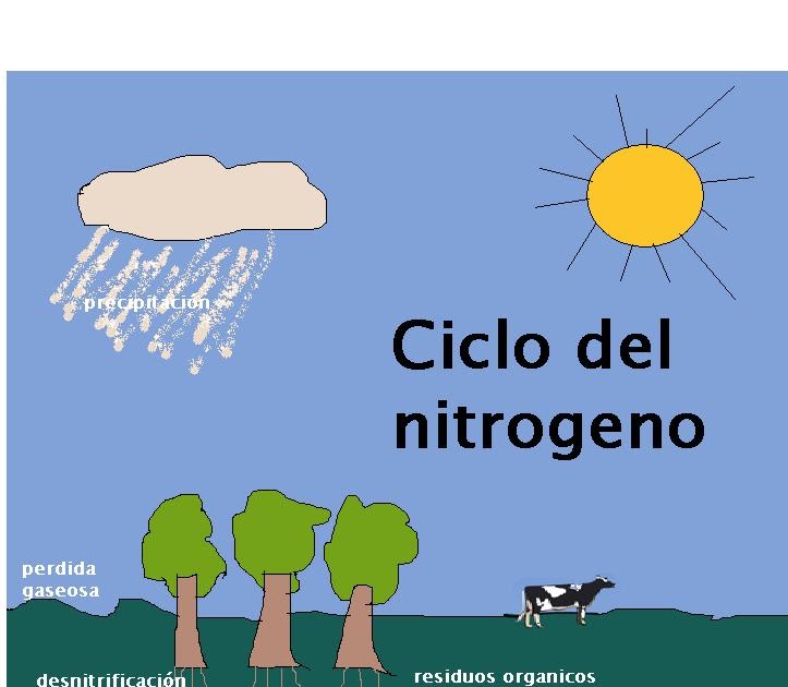 Ciclo Del Nitrogeno Que Es Concepto Y Definicion Images