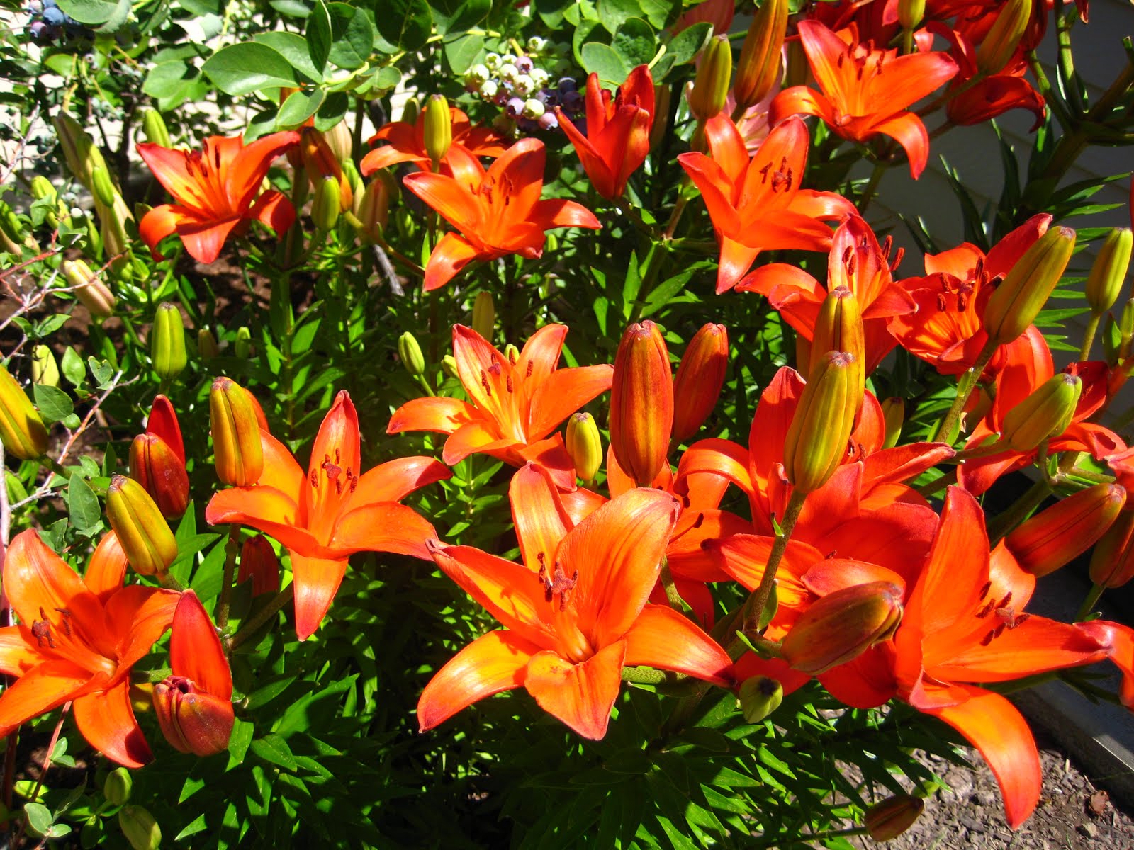 Susan's In the Garden: Perennials - Asiatic lilies Susan's In the Garden: Perennials - Asiatic lilies