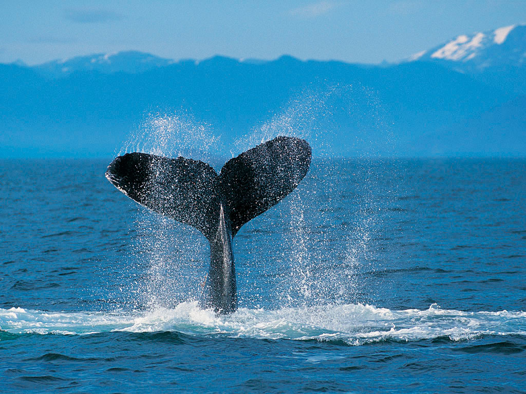 Fun Facts About Sea Animals fun-facts-about-sea-animals