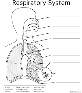 Respiratory System 4 kids: Label the body