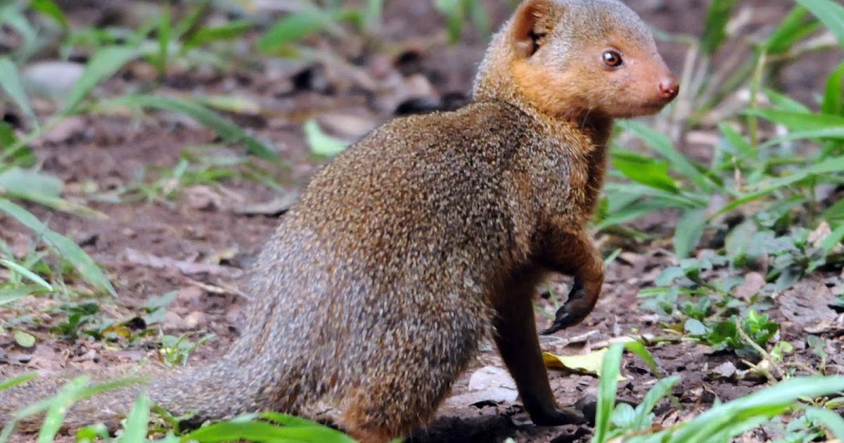 National Geographics Mongoose Pictures World Dangerous national-geographics-mongoose-pictures-world-dangerous