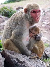 Pictures Of Animals Born Alive | Pictures of Nnature