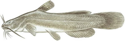 Fish Identification: Stonecat Fish Identification: Stonecat