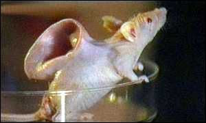 Genetic Engineering: The Famous Mouse with the Human Ear