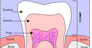 My Dentist Online: LAYERS OF THE TOOTH