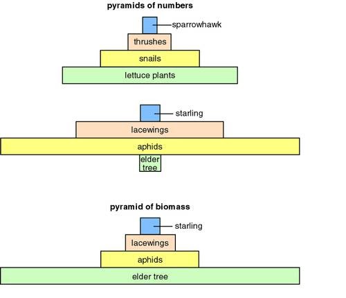 Honors Biology @ Lawrenceville: Ecological Pyramids and Nutrient Cycles