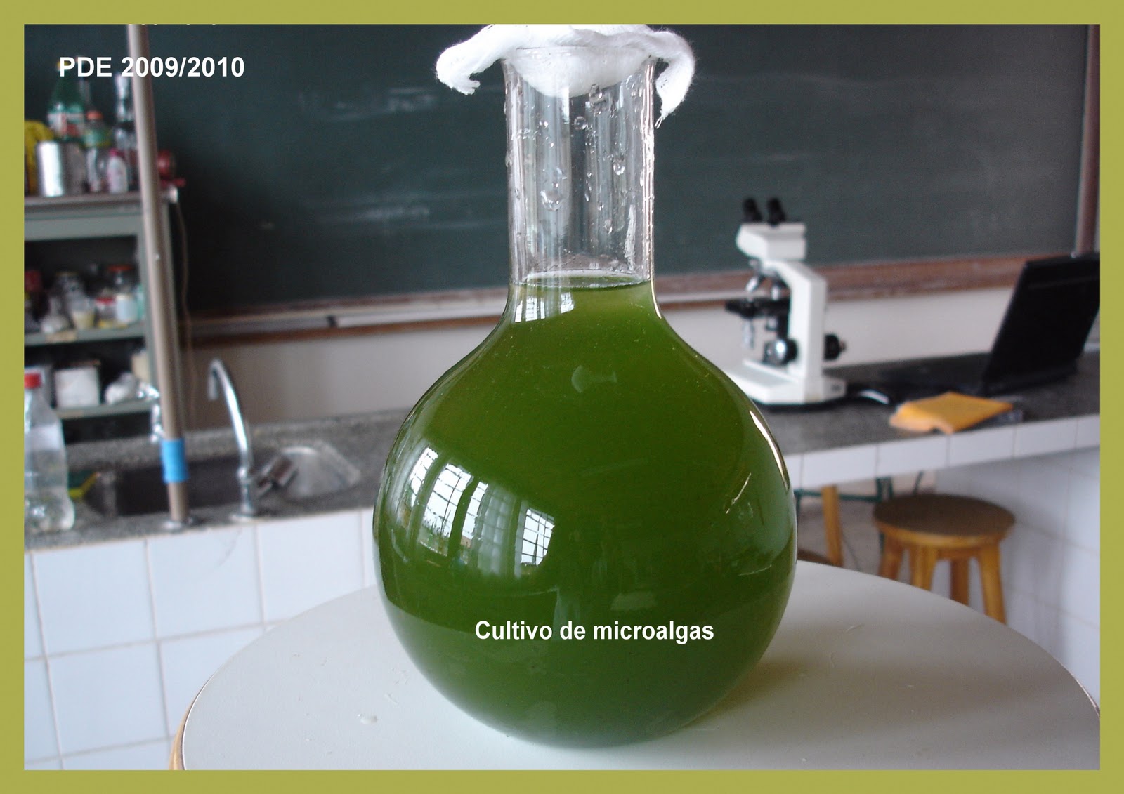 Cultivo de Microalgas em Fotobiorreatores: Cultivos de microalgas...