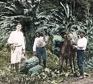 THE UNITED FRUIT COMPANY