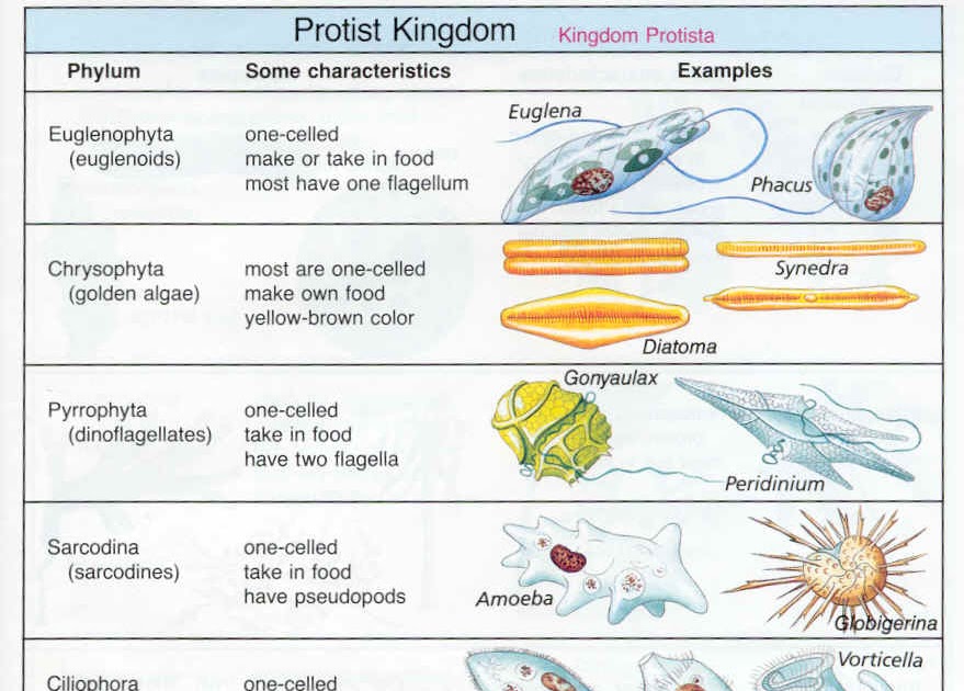 budakampus: Apa itu Kingdom Protista