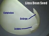 A Simple Science Experiment for Kids: Grow Beans