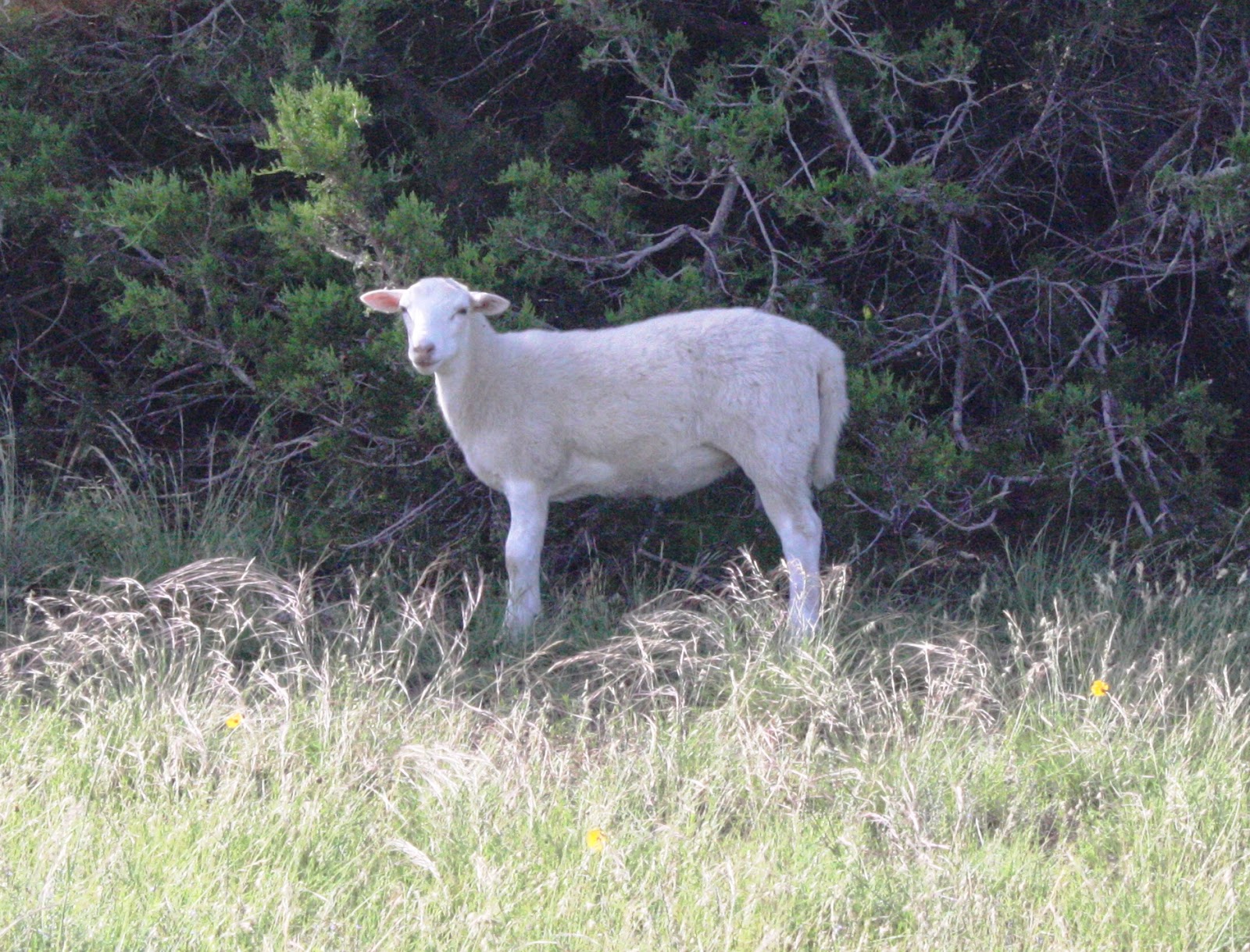 Central Texas All Natural Grass-Fed Lamb: Rams, Commercial Ewe Lambs ...