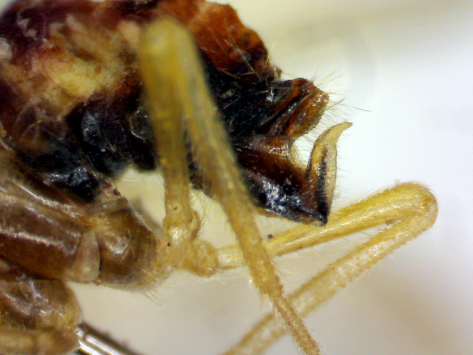 Gilbert White's Ghost: Sponge flies