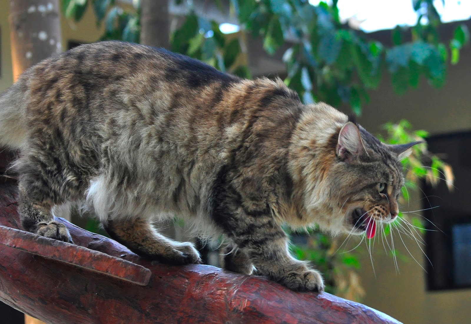 Wallpaper Kucing Hutan Asli Indonesia Comel