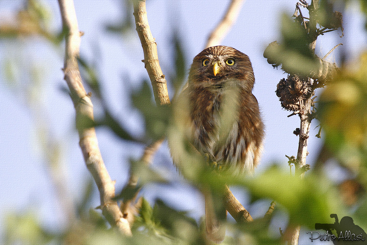 AVES DE AREQUIPA , Pedro Allasi: Lechucita peruana (paca paca)- Dieta.