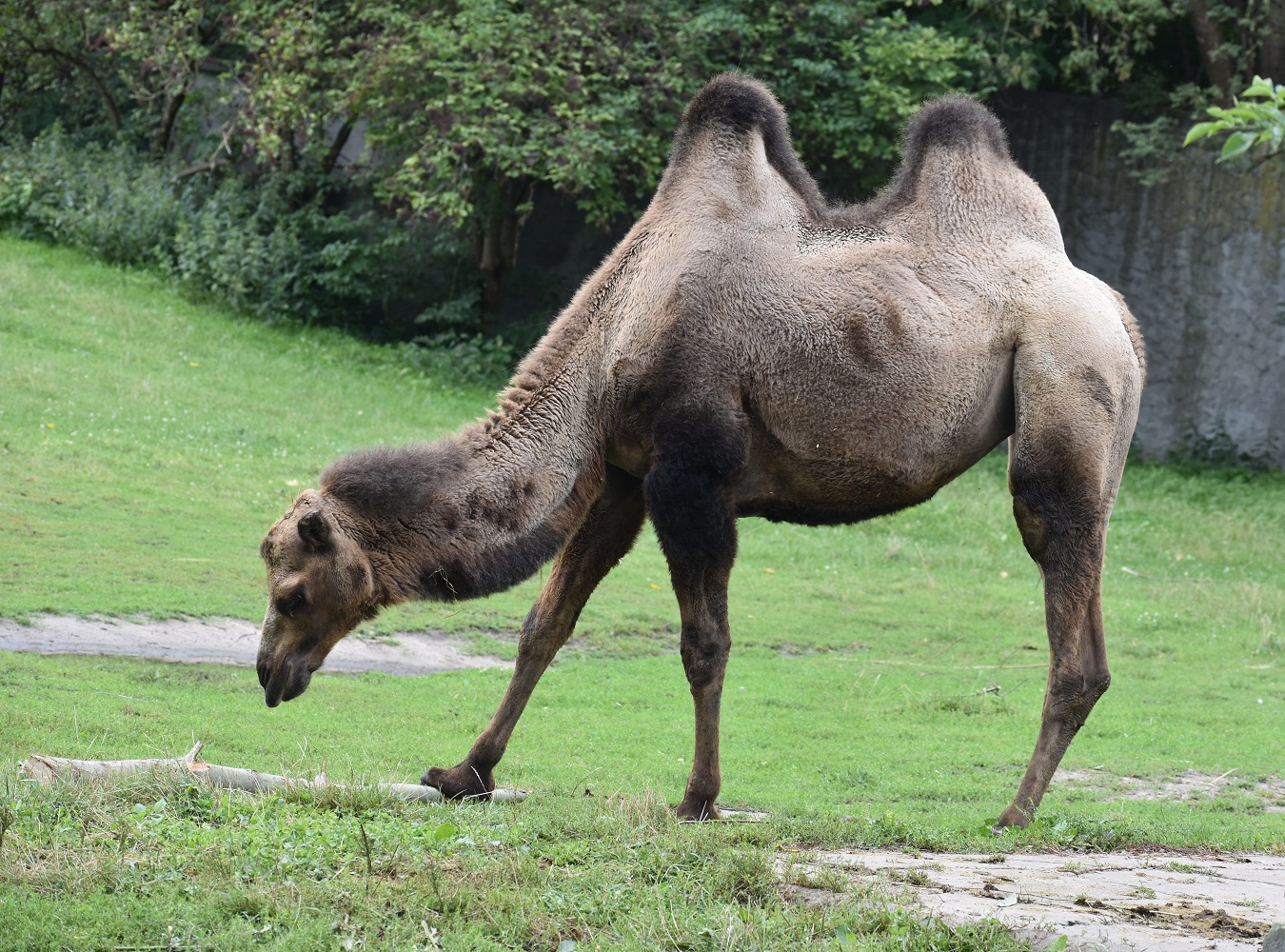 ZOOTOGRAFIANDO (6.100 ANIMALS): CAMELLO / BACTRIAN CAMEL (Camelus ...