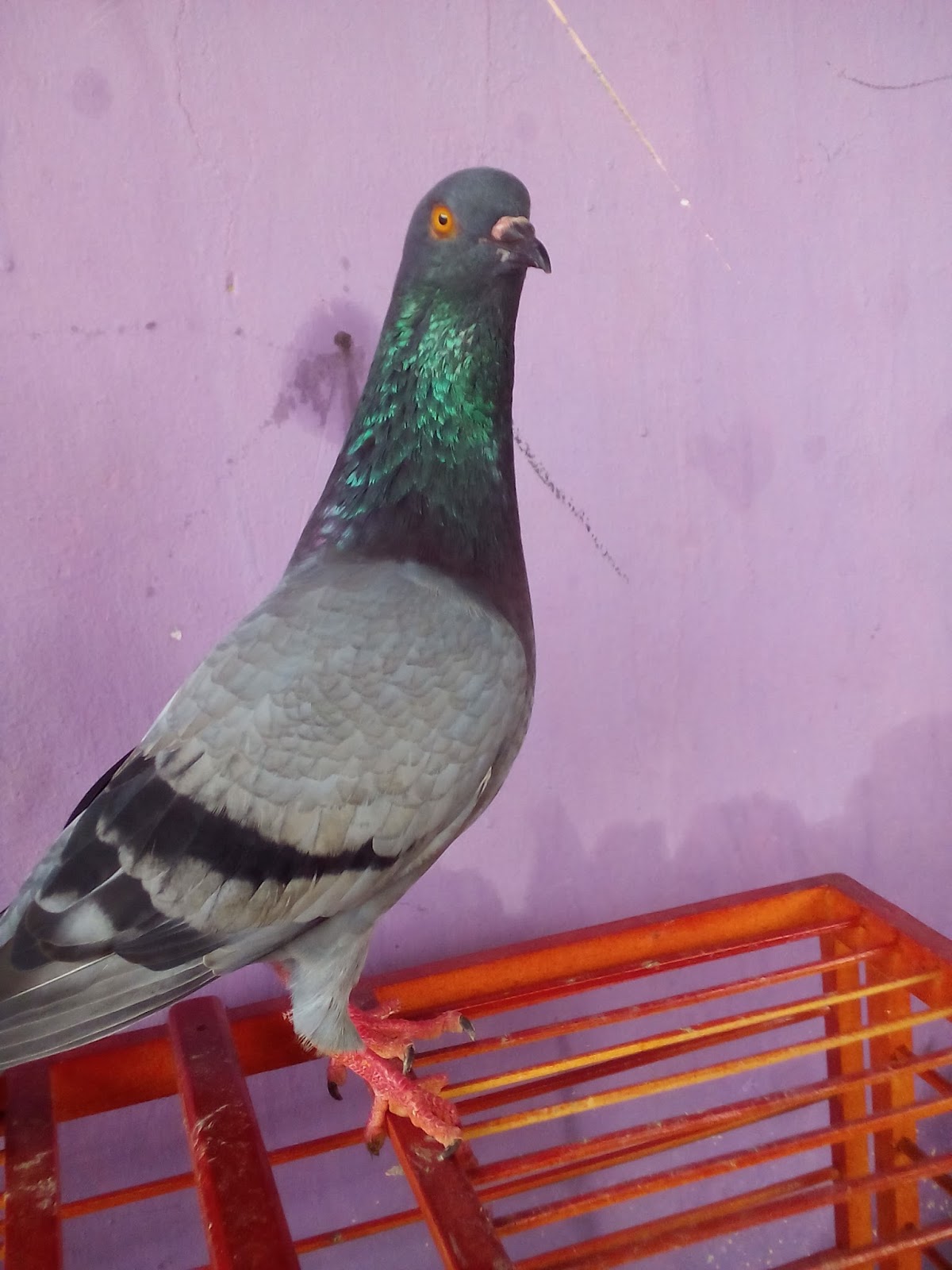 Cara memilih Merpati Yang Tangguh Dan Siap Tempur