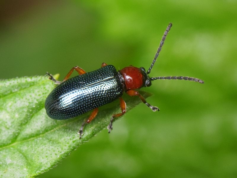 Prairie Pest Monitoring Network Blog: Insect of the Week