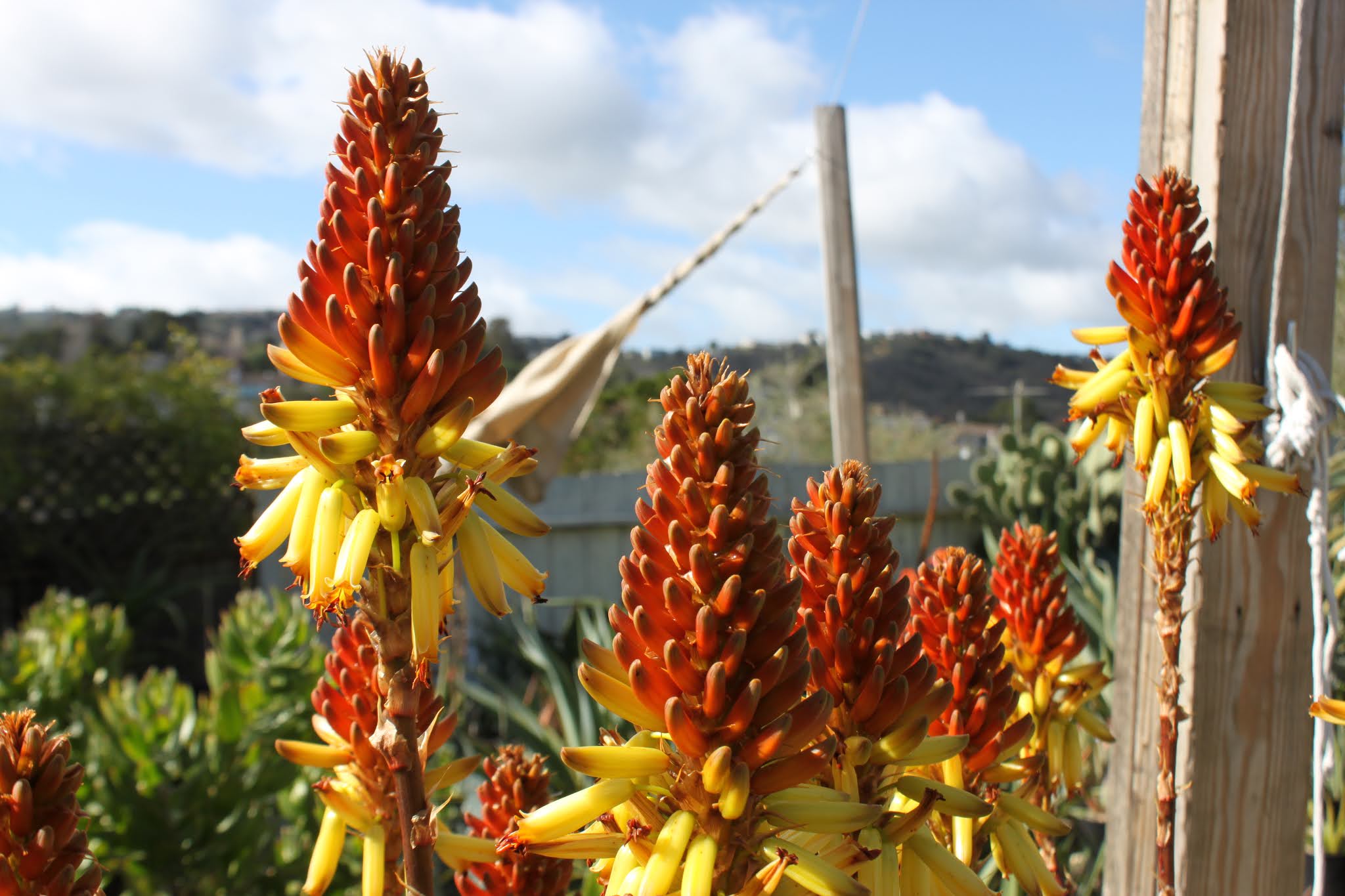Wednesday Vignette - Aloe Wickensii