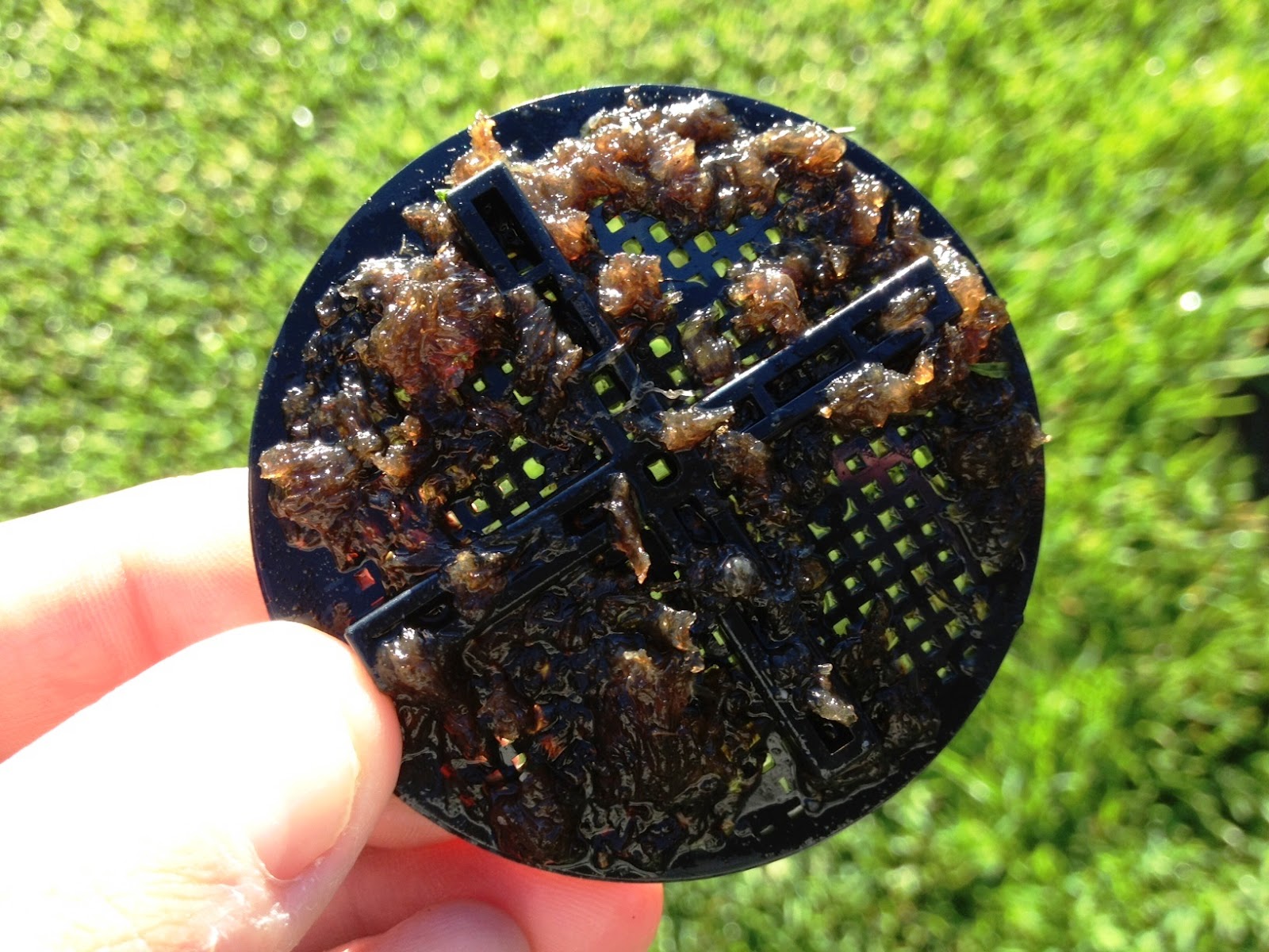 Quilchena Golf Club Turf Care Clogged Sprinkler Heads