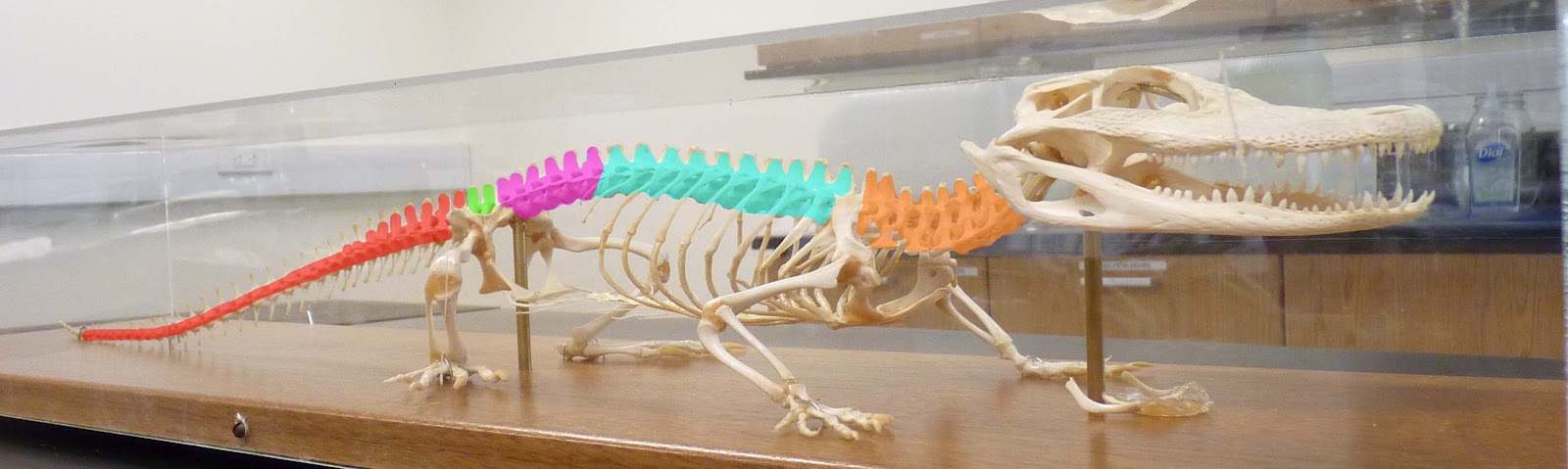 Biology of the Reptilia: Lab #3. Crocodylia. Alex Valigosky and Jeff Walker