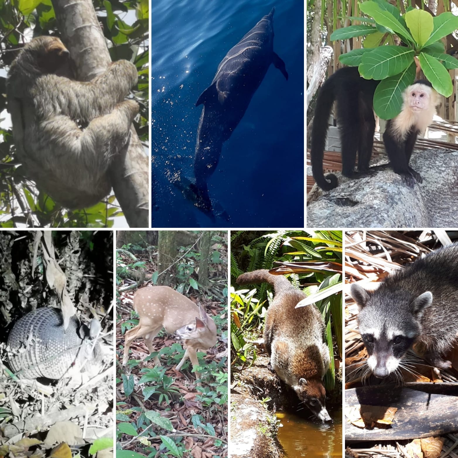 Daniel Scott-Purdy: Pura Vida! An adventure of experiencing Costa Rica