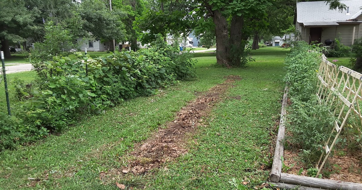 Bungalow Blues and Country Delights: Those Pesky Maple Trees!