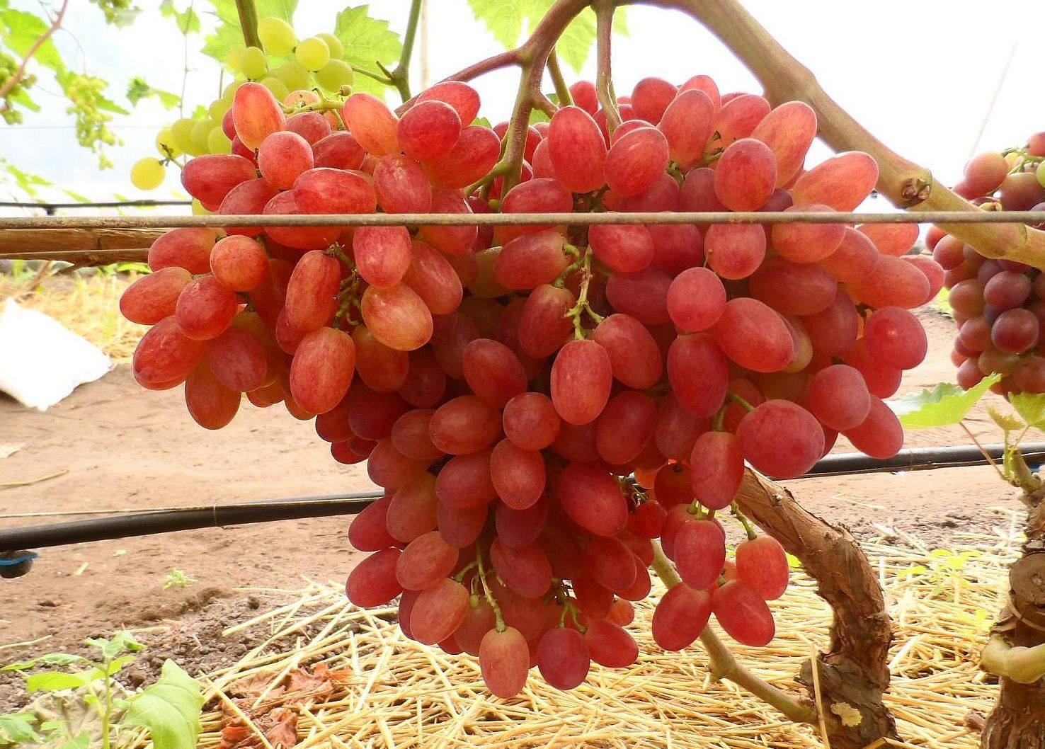 Anggur jenis Kishmish Veles | Pohon Anggur Genjah