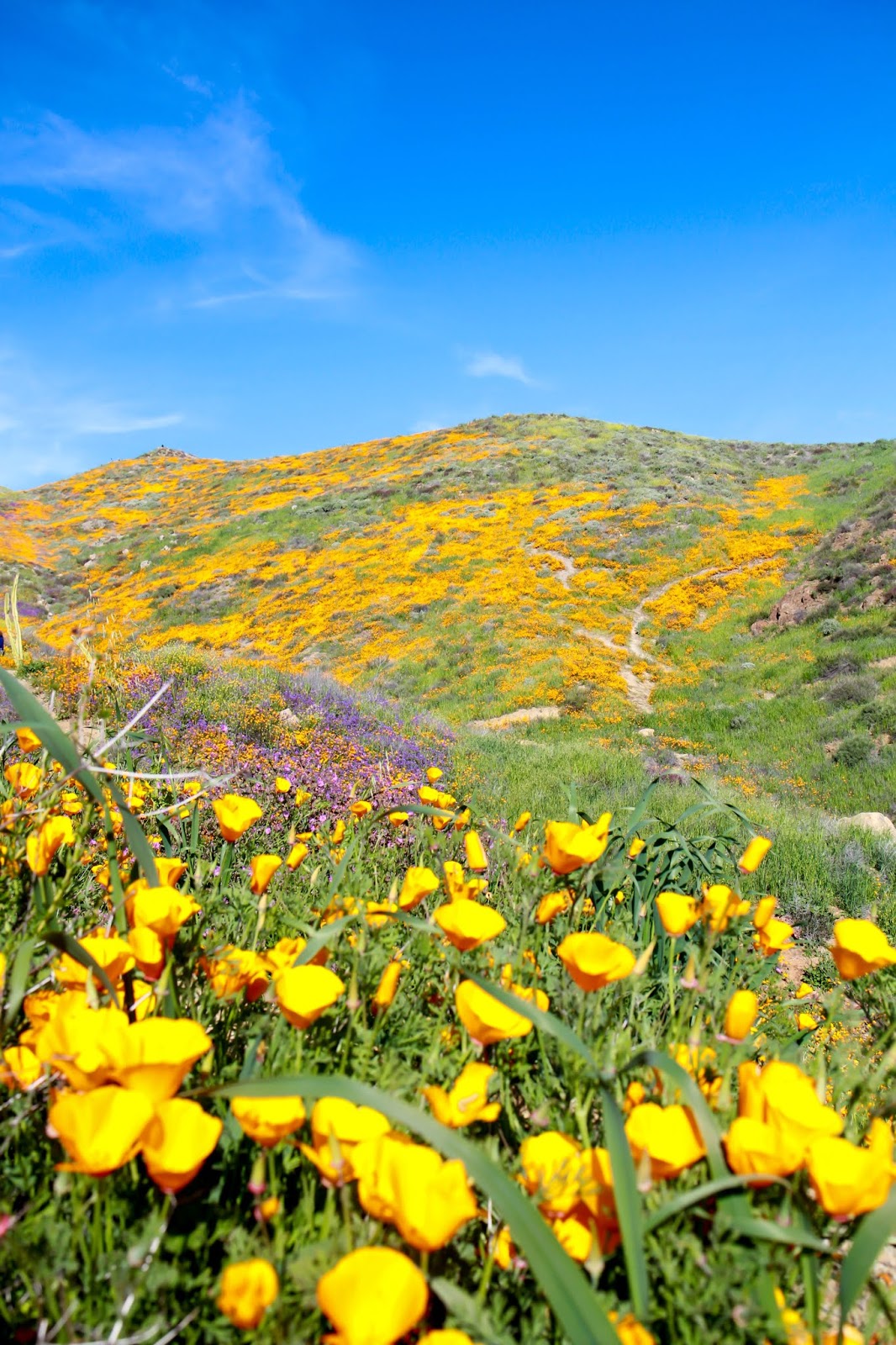The Rae's: The Super Bloom 2019