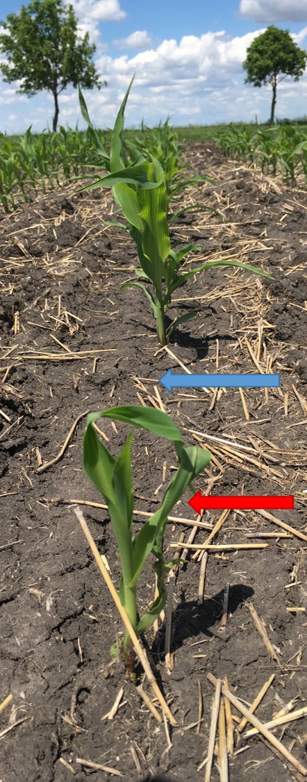 How the corn and soybean crops (and soil-applied herbicides) have ...