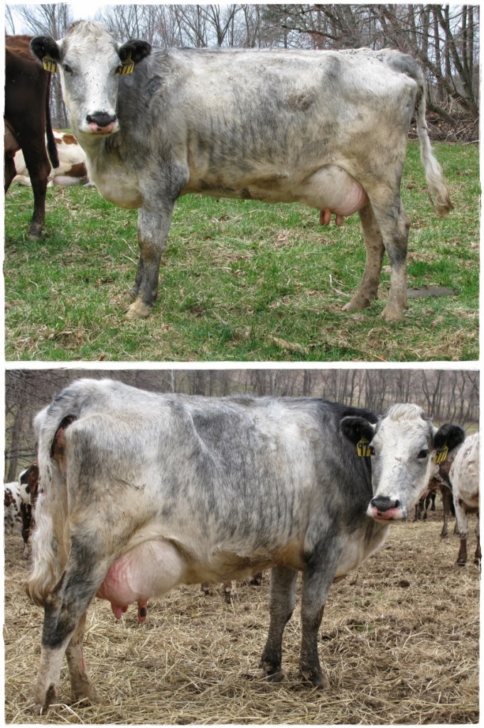 Amazing Grace Dairy: 60 Crossbred Cows to Go to New Holland Auction on ...