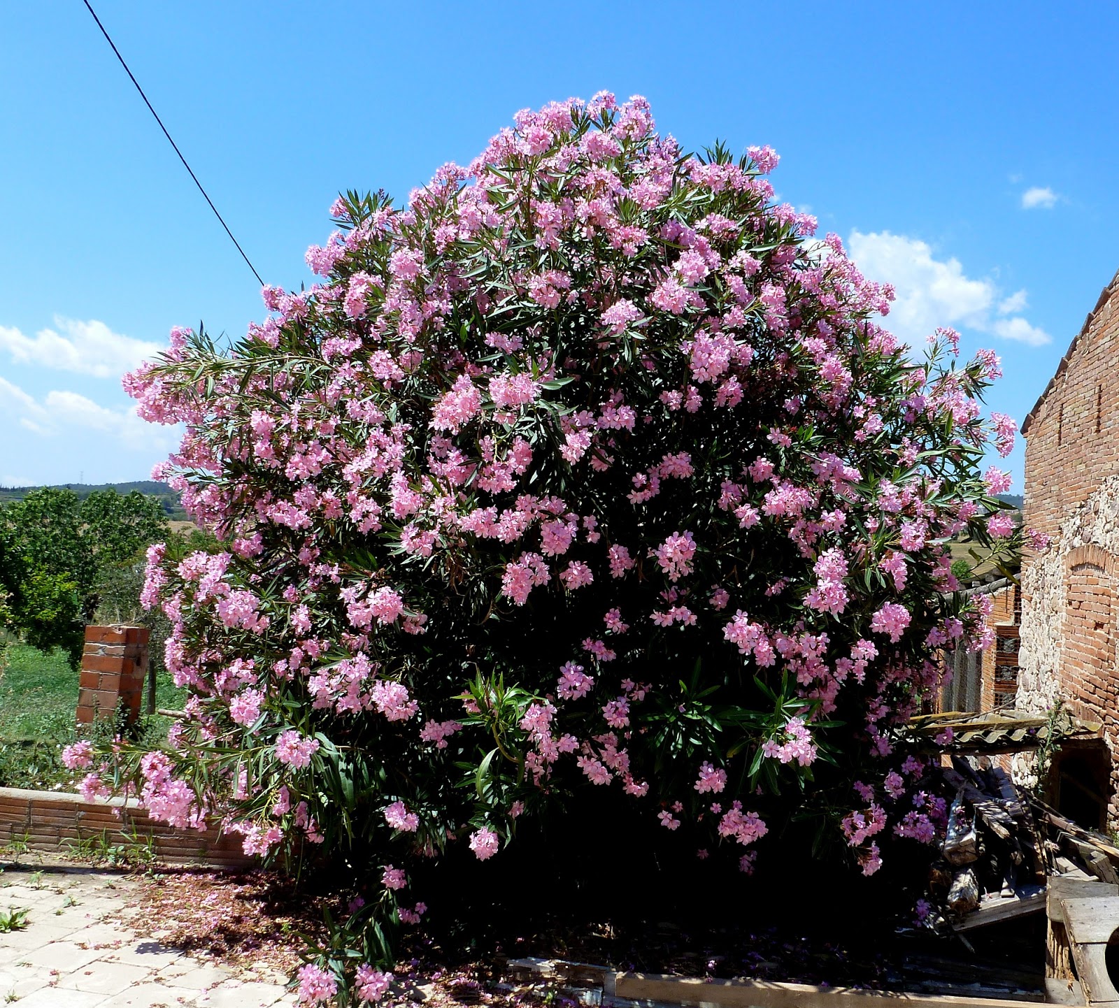 Árboles con alma: Adelfa. Baladre. (Nerium oleander)